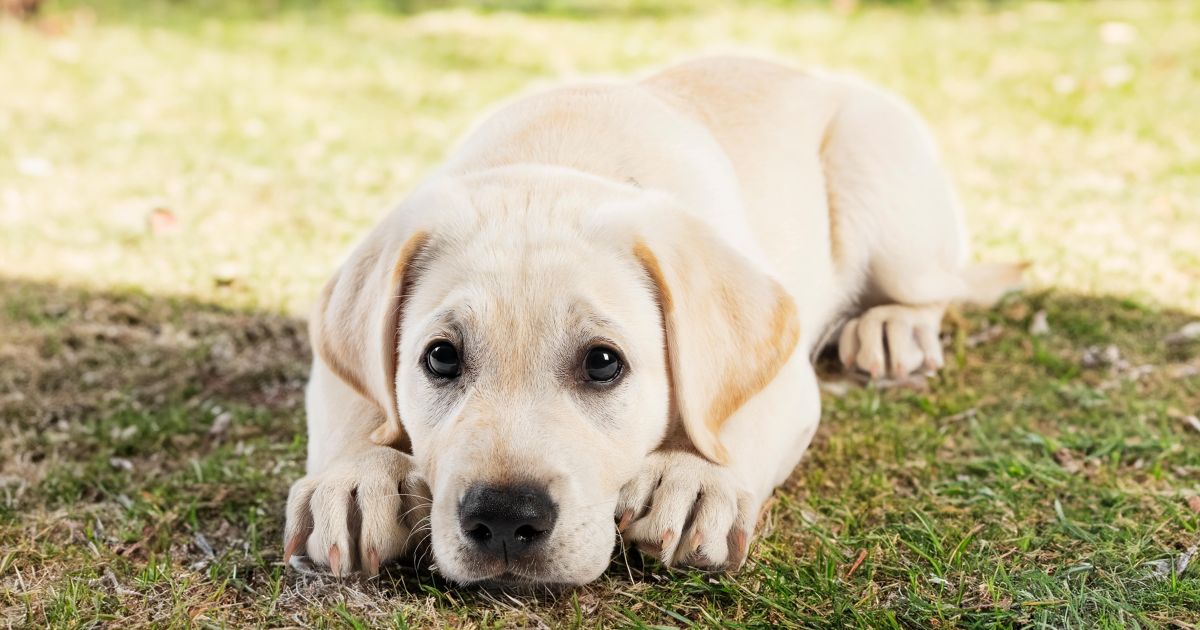 Guide Dogs Day : Resources