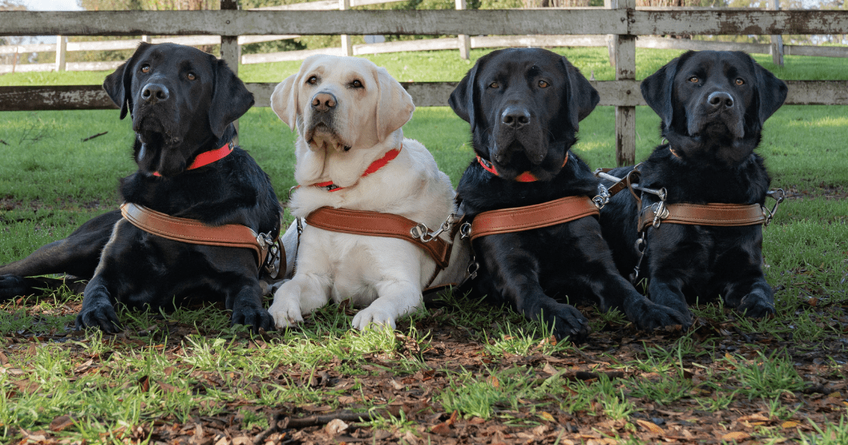 Guide Dogs Day | Guide Dogs SA/NT